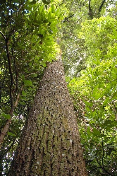 RW PAISAGISMO: ÁRVORE: GUANANDI