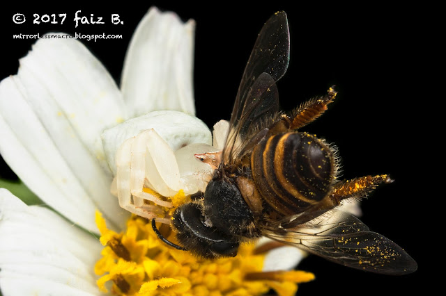 Mirrorless Macro Photography: Selection of Spiders from 2017!