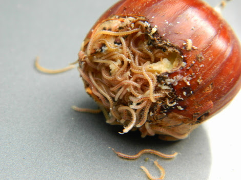 Tiny Worms Devouring a Chestnut