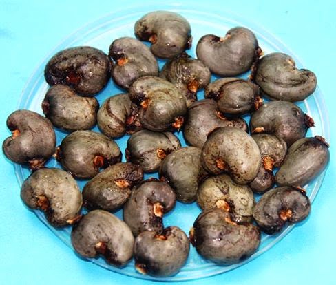 SantaiD'Rimba: Biji Buah Gajus