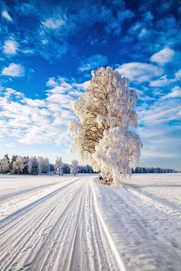 A Winter Dream ~ Stunning nature