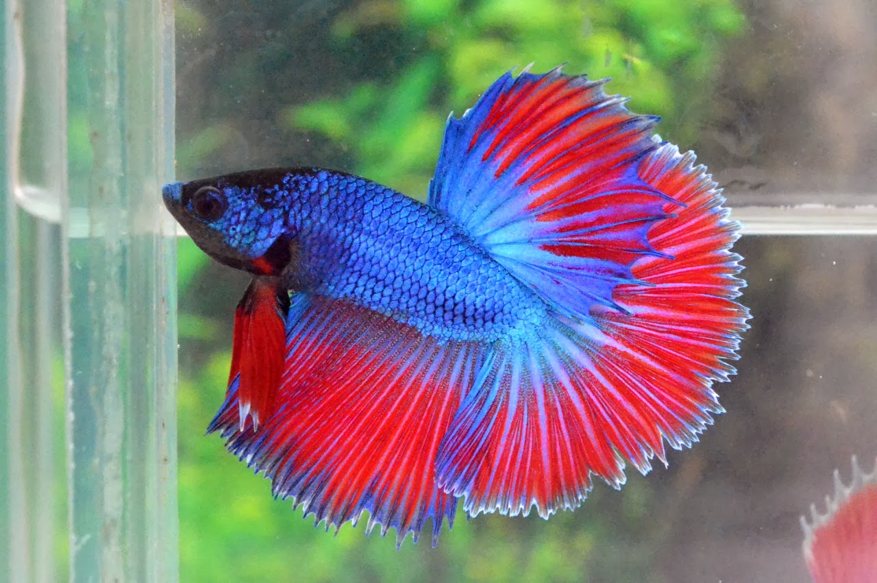 HM499 - Blue Red Bicolor Halfmoon ! ~ Betta 138