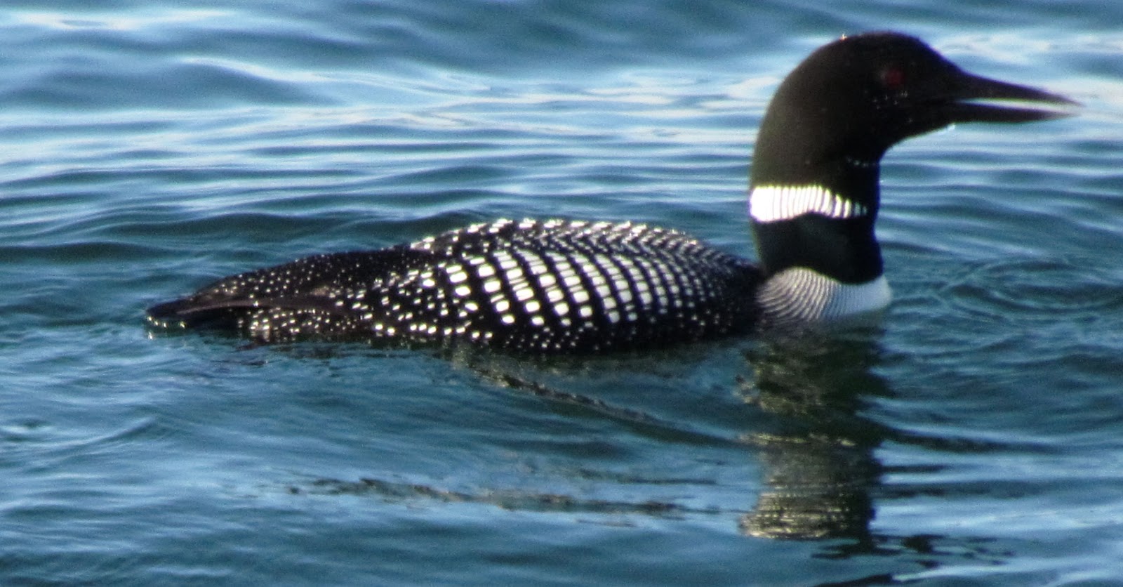 Scene Through My Eyes: A Loon