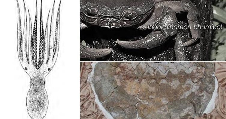 Species New to Science: In Memoriam: King Bhumibol Adulyadej, 1927-2016 ...