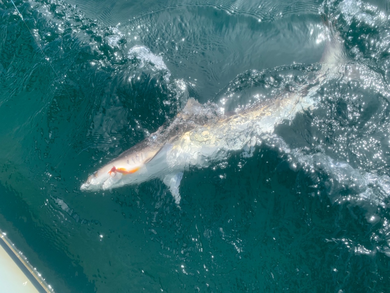 Jersey Cape Guide Service: Cobia! Plus Sharks on the Fly