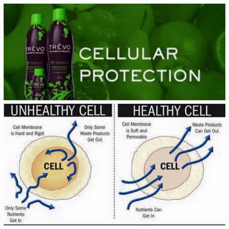 BENEFITS OF TREVO FOOD SUPPLEMENT DRINK FOR COMPLETE NUTRITIONAL DIET ...