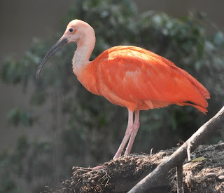 ZOOTOGRAFIANDO (6.100 ANIMALS): IBIS ROJO O ESCARLATA / SCARLET IBIS ...