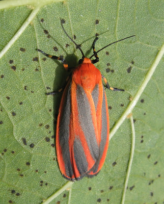 Tangled Web: An Eclipse of Moths