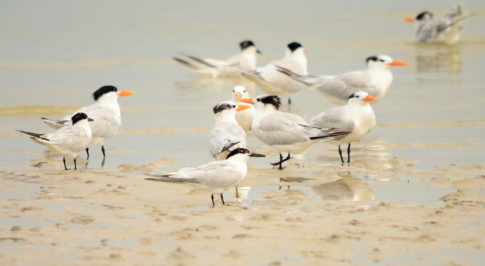 Dina's City Wildlife Adventures: A rare black tern sighting