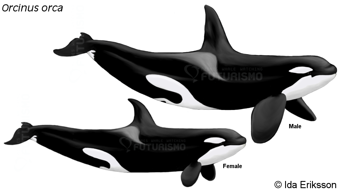 Oceanic dolphins fact sheet - Azores Whales