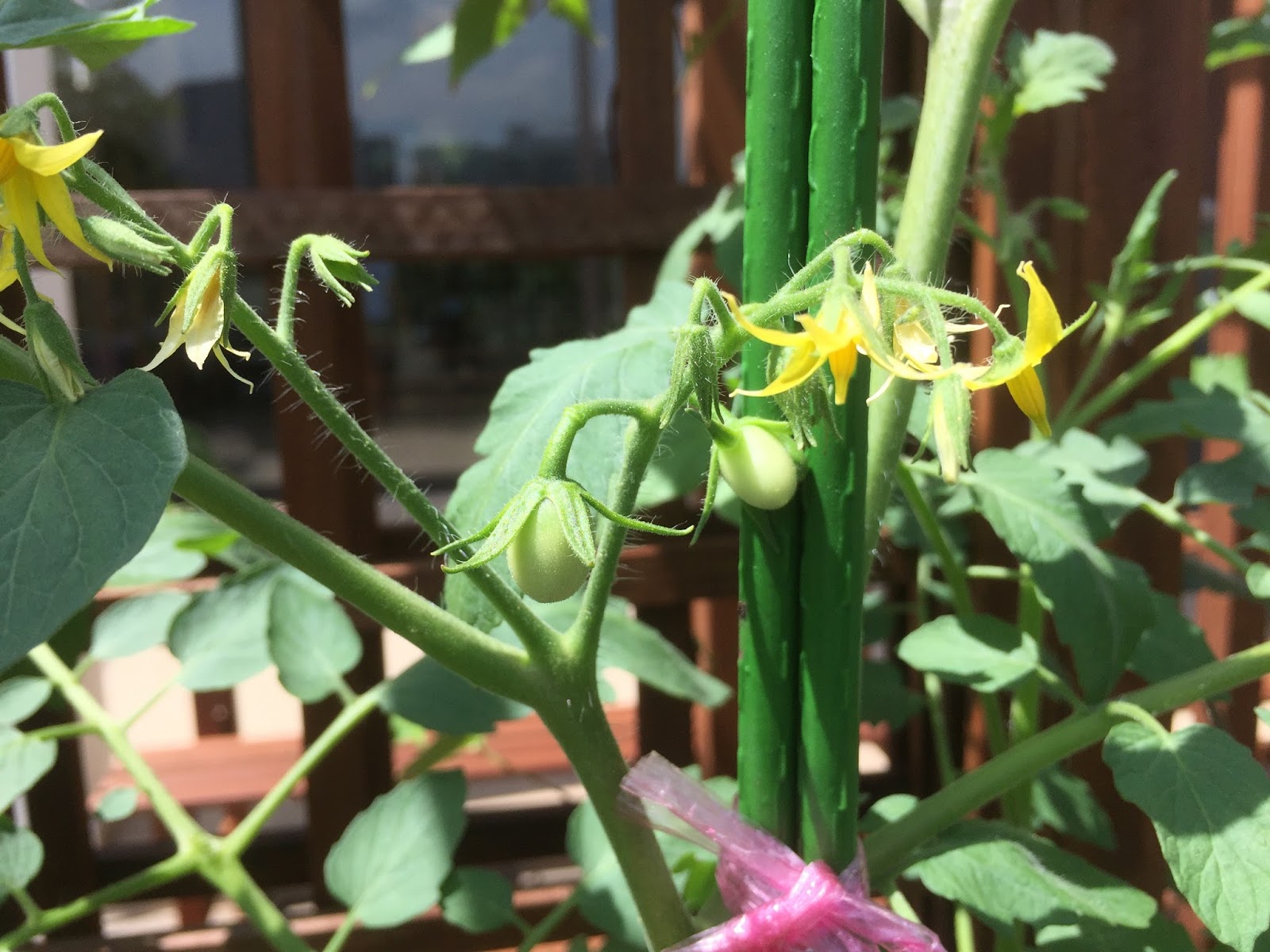 PetuniaLee Diary Of Some Tomatoes petunialee-diary-of-some-tomatoes