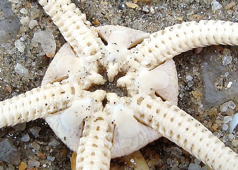 Quelques images de la nature: Réponse : Ophiure