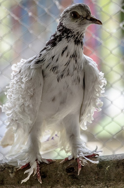 POMBO-CACHEADO (frillbacks)