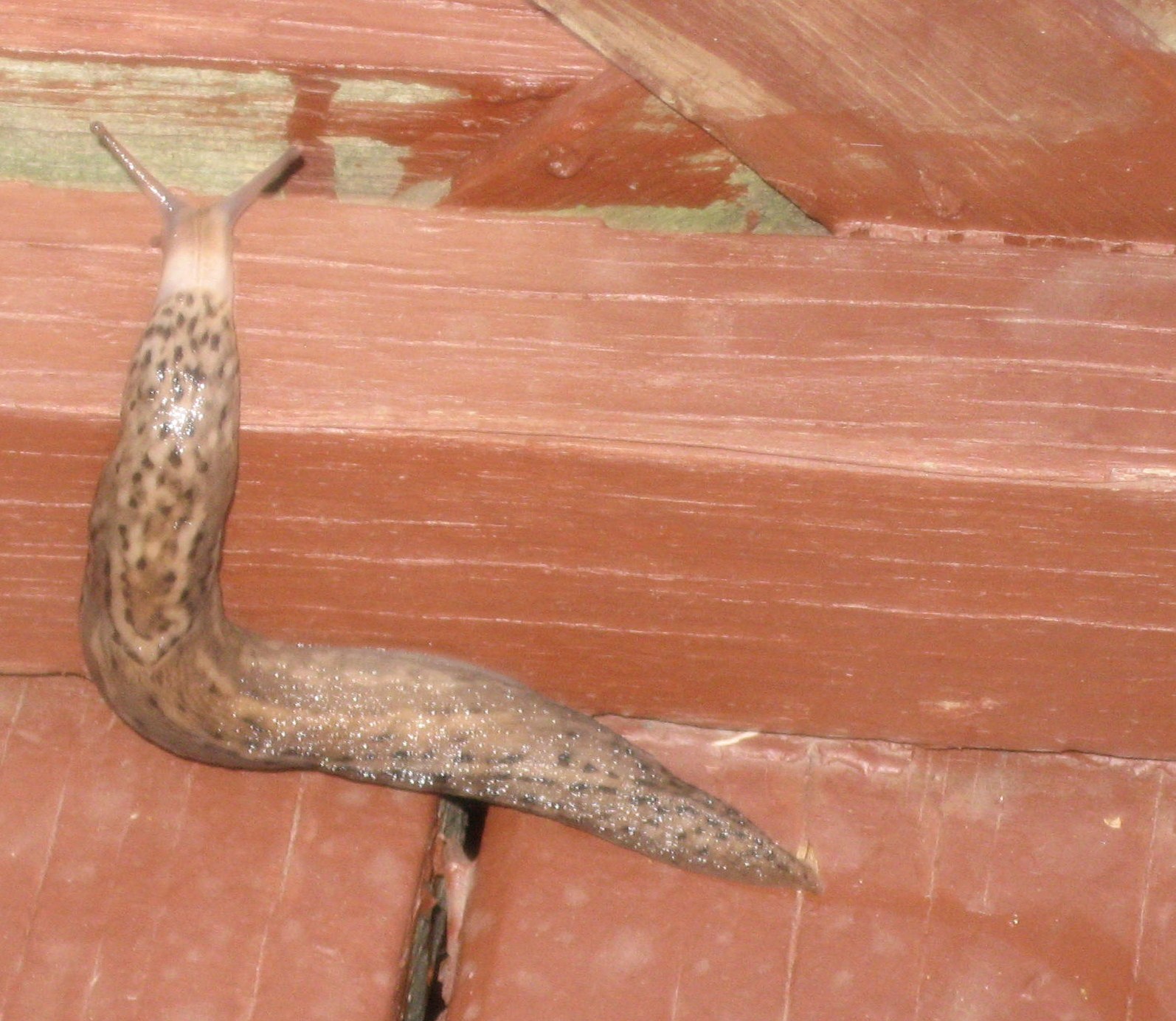 CHANCES R.....: Slug-A-Bug