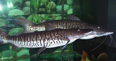 Nuggets Fish "Siempre perfectos" : DESCRIPCIÓN PEZ BAGRE