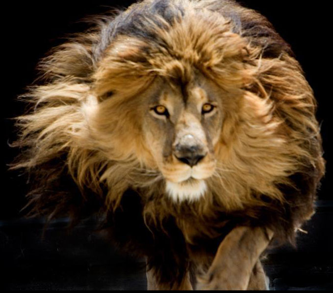 Brave As A Lion Quotes. QuotesGram