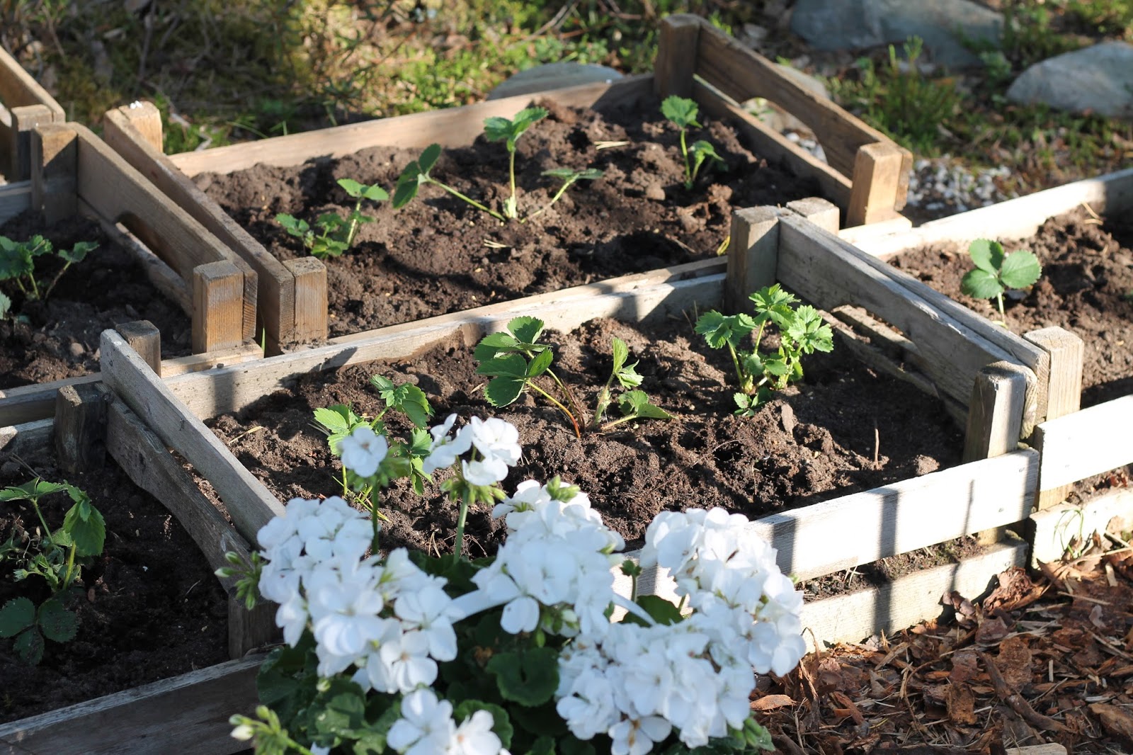 k o t i p o r s t u a: Meidän pieni kasvimaa