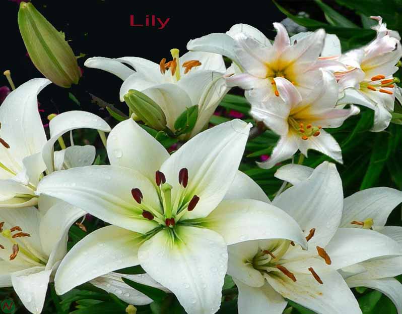 Flowers Name | English Meaning & Image | Flowers Vocabulary | Necessary ...