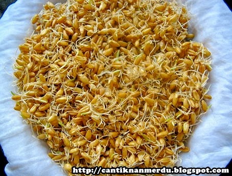 Budidaya Burung: Manfaat kecambah / toge untuk burung dan cara pembuatannya