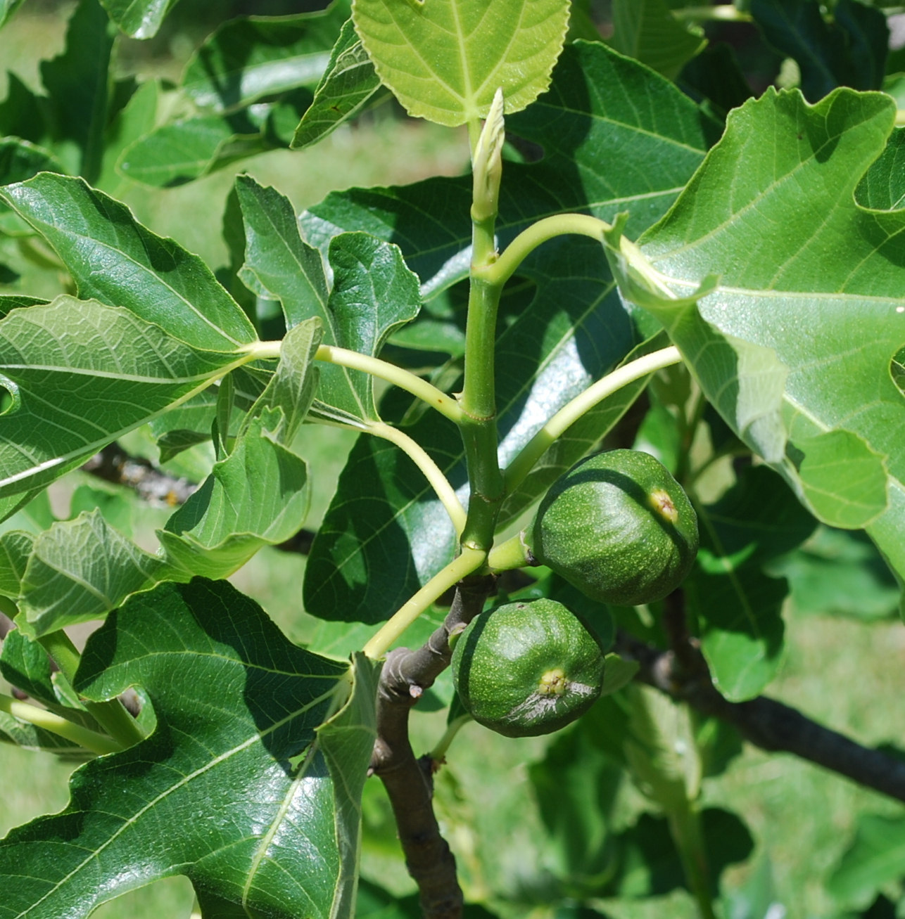 Daniel's Pacific NW Garden: Fig Progress Report. 5.20.16