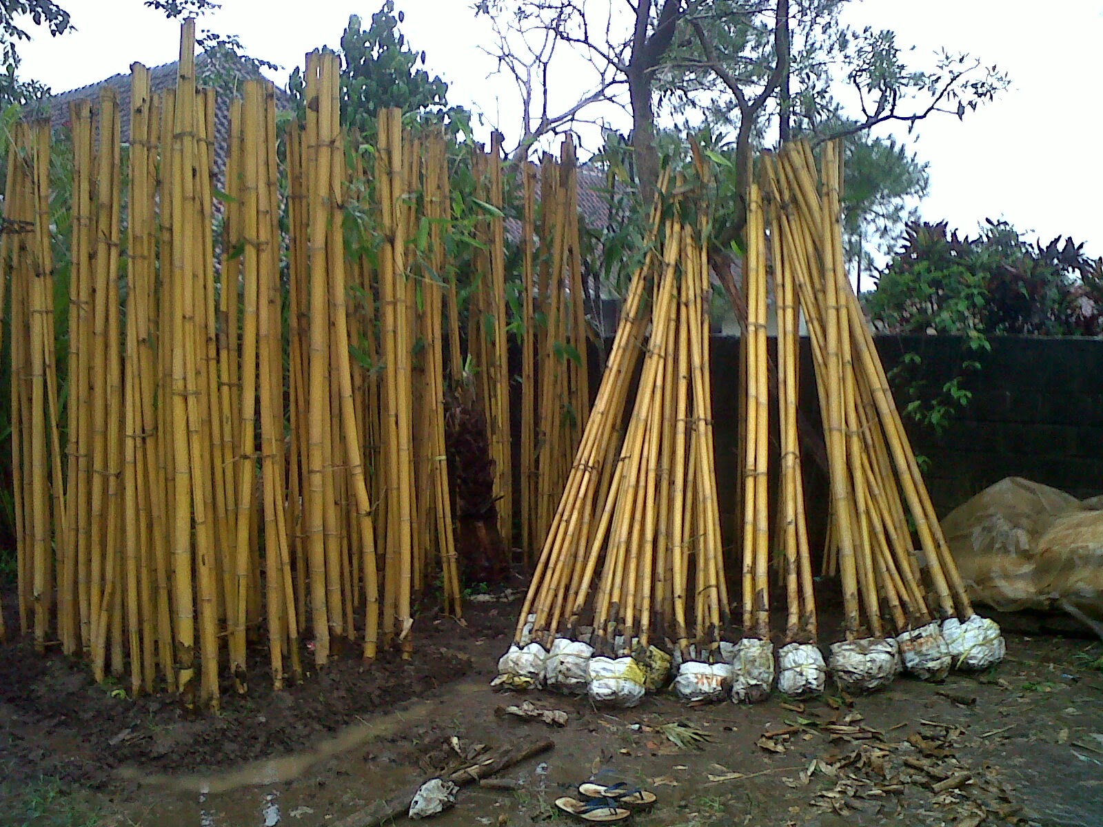 Pohon bambu panda kuning ~ Flora Nada Group | Taman Bambu hias | Pusat ...