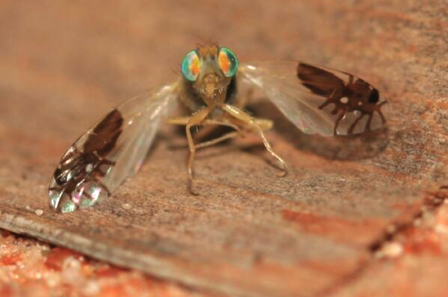 Tywkiwdbi Tai Wiki Widbee A Fruit Flys Wing Markings Mimic Ants