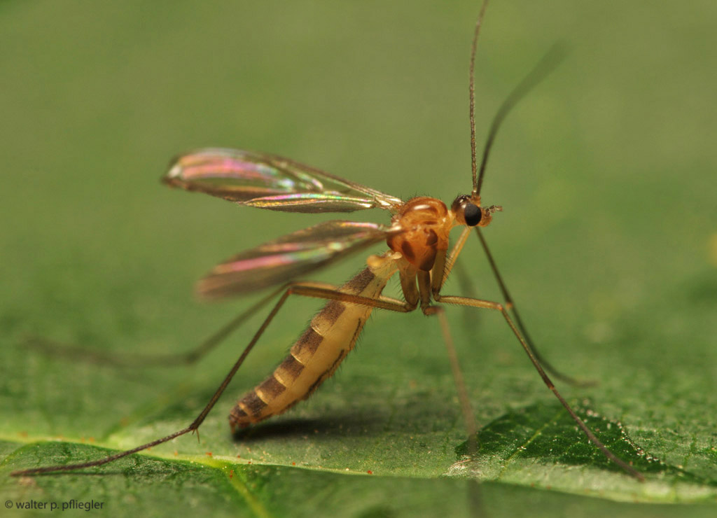 Nature photos from an Amateur Naturalist: Sebesvíz, Bükk Mountains ...
