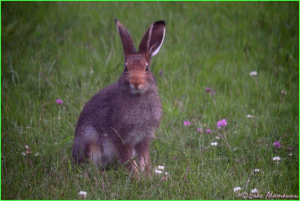 Eko-Kuvia: Pupu ja *Pehmytpiirto*...
