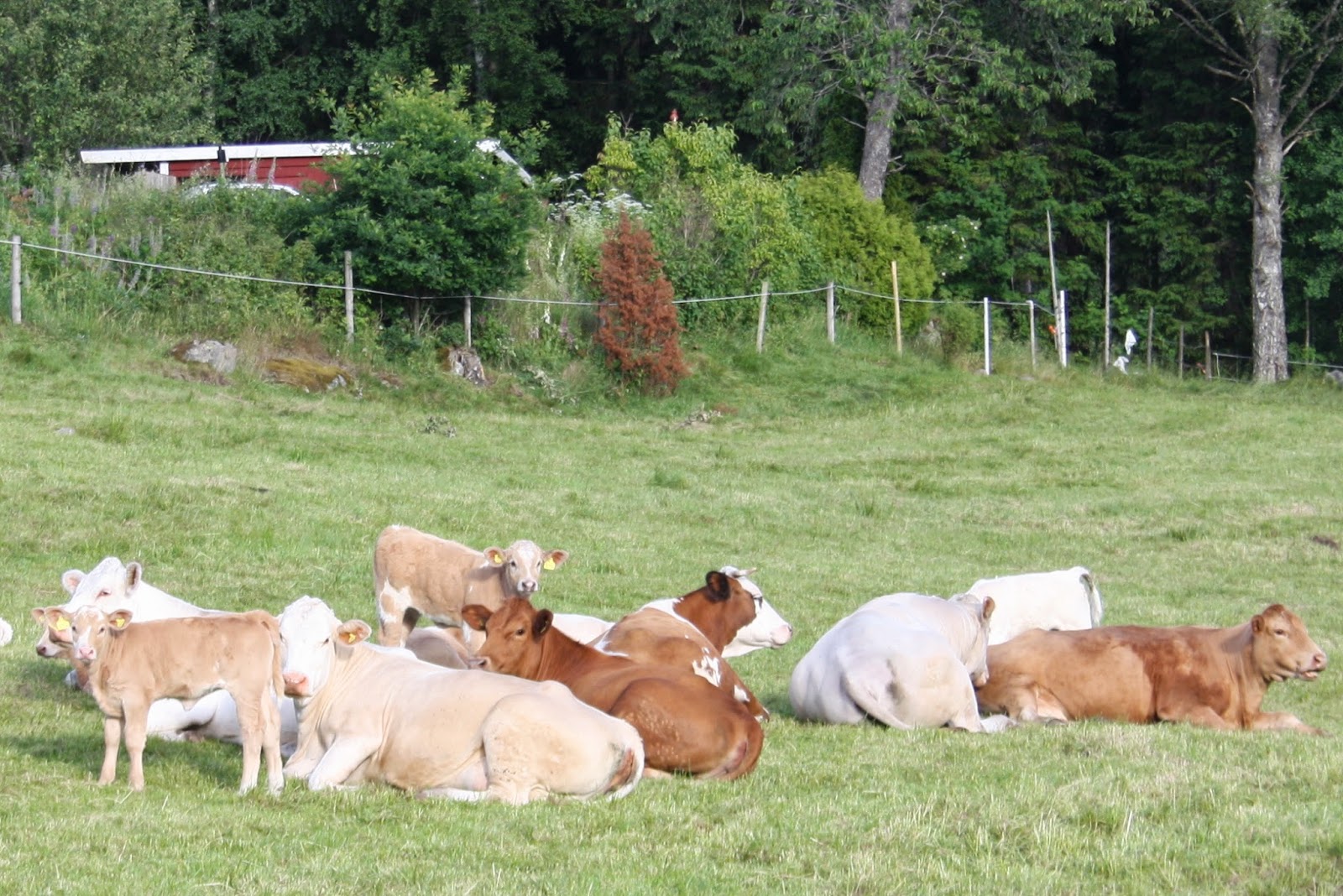 ♥♥♥ Bittans ♥♥♥: SommarSverige är lika med kossor på längden och tvären