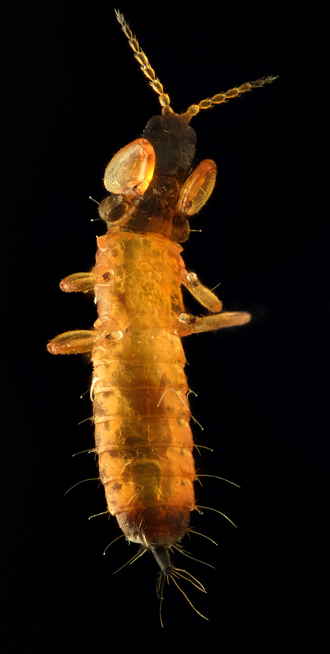 ムシをデザインしたのはダレ？: 笹と鞘の隙間 / その驚く光景 -その5-