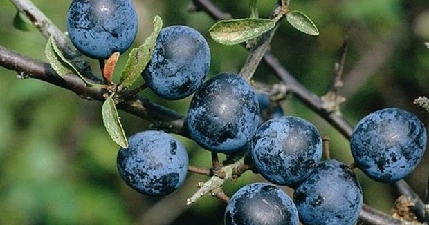 Ljekovitost i upotreba trnjine (crni trn ili trnina) ~ Beboli