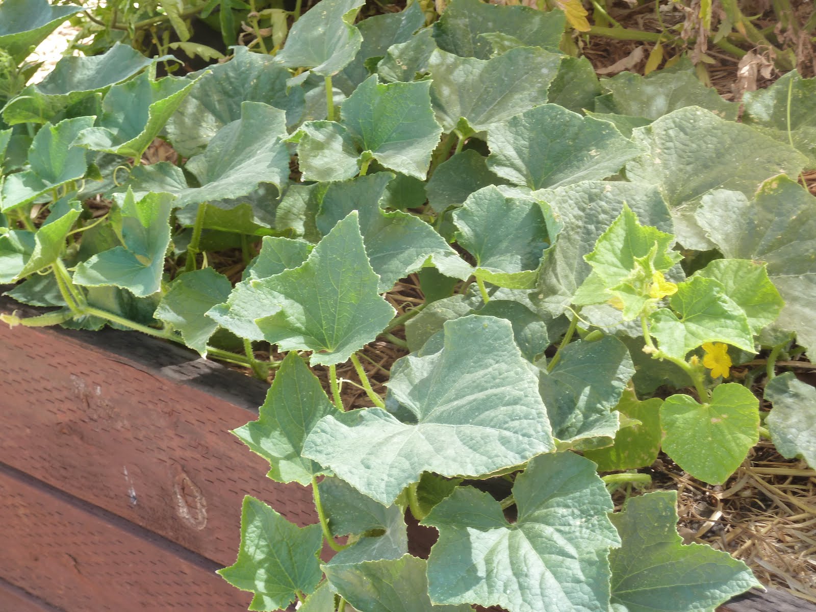 The Escalante Community Garden: Lessons from the Phoenix Summer