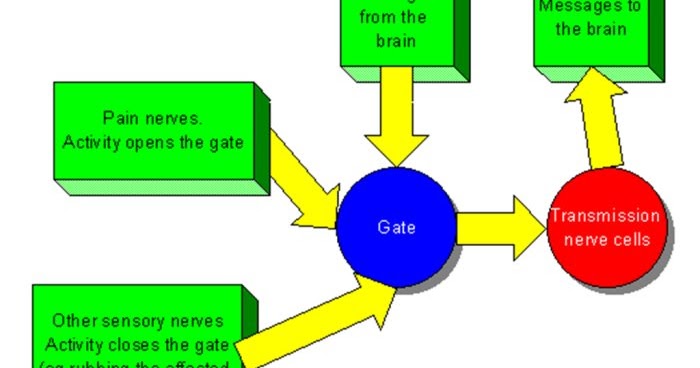 BDS INSIGHTS: Gate Control Theory