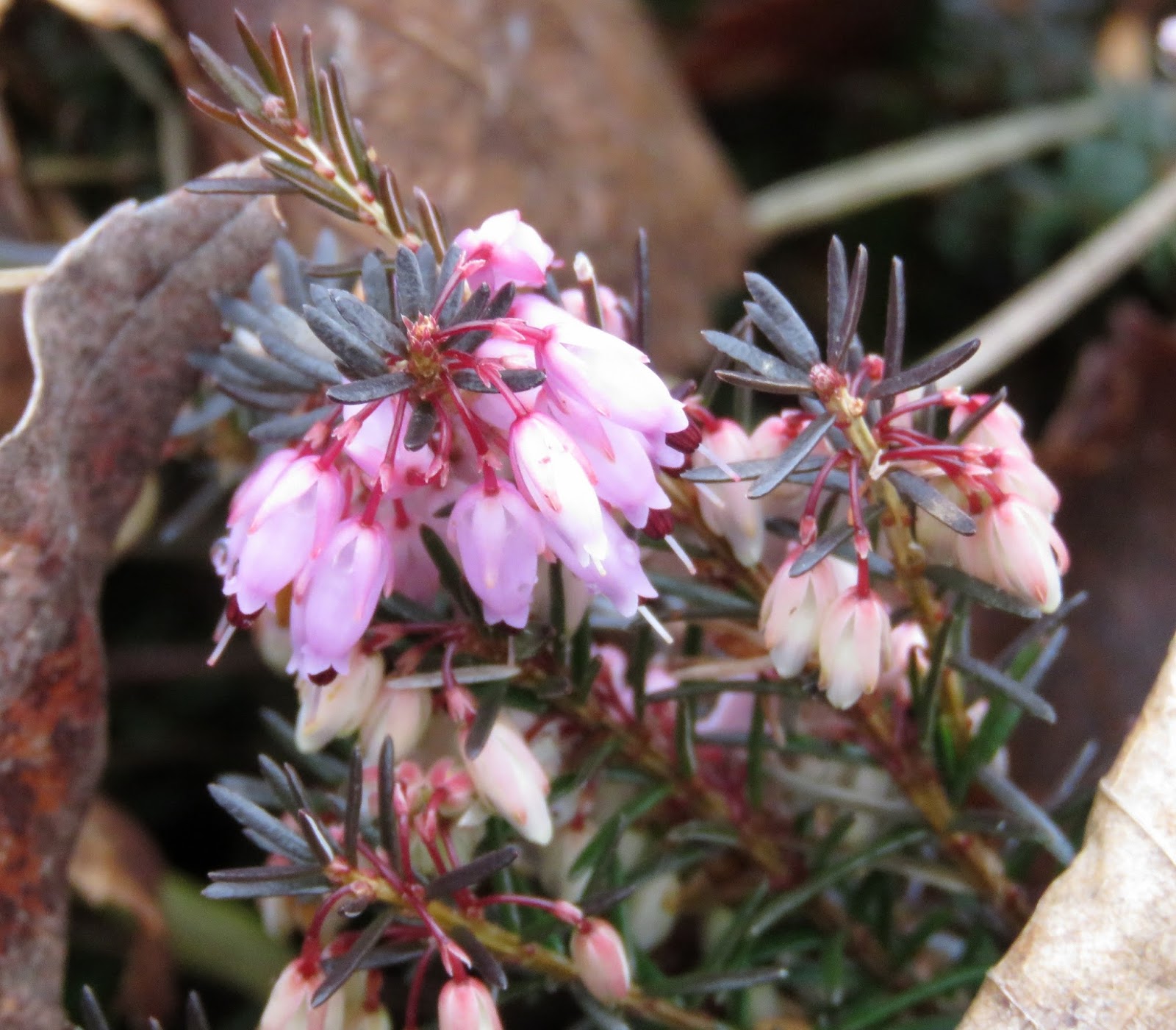 WILLOW GARDEN MUSINGS