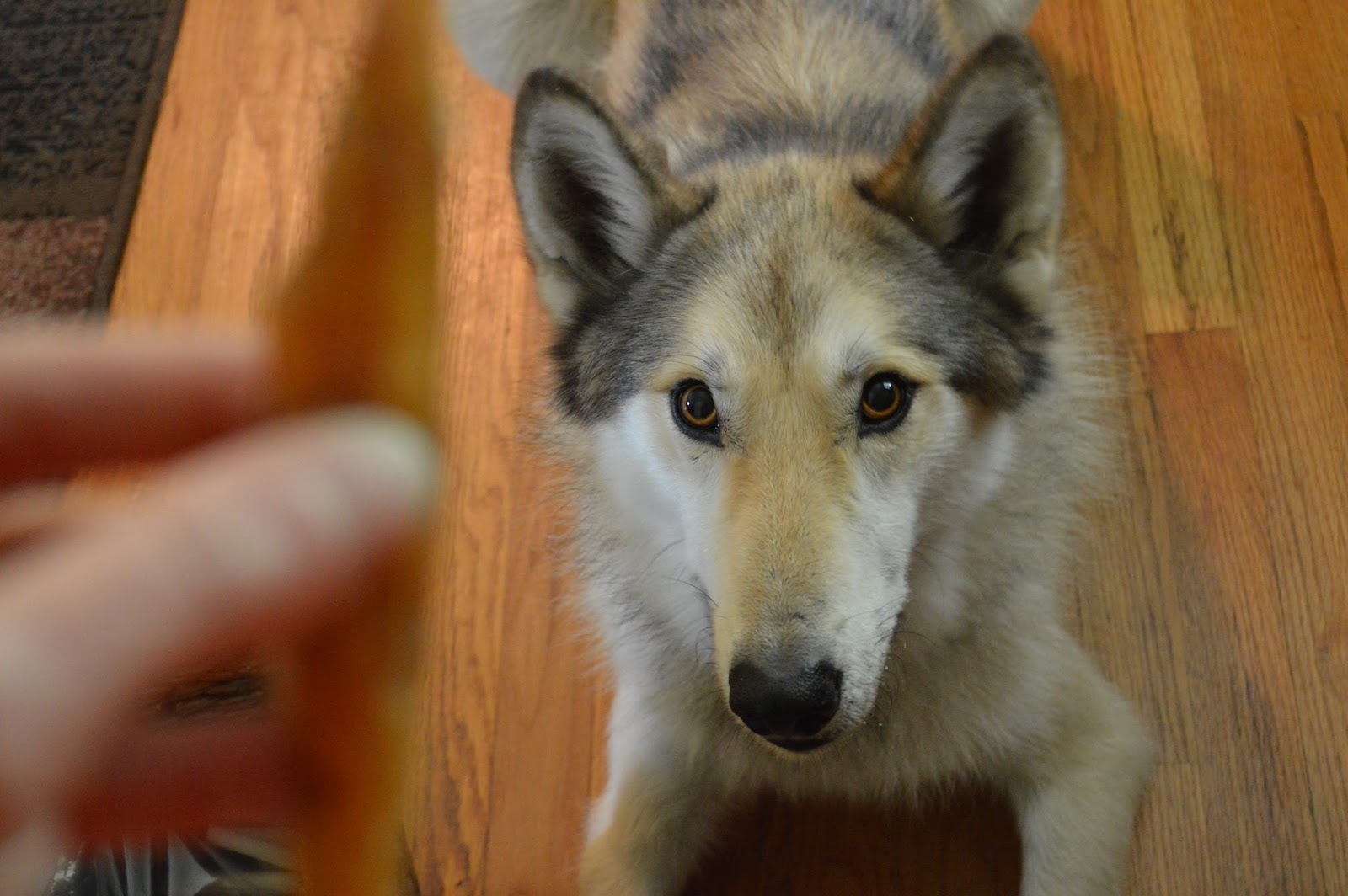 My Rotten Dogs: Blue Wilderness Beef Tendons