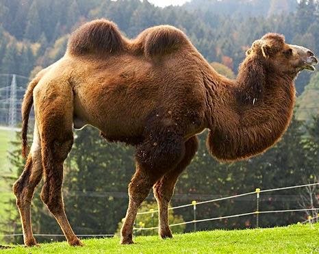 Fakta Ajaib Unta Hewan Unik Yang Disebut Dalam Al Quran - Ajaib dan Aneh