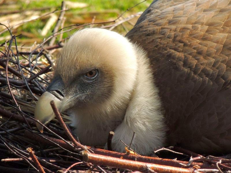 Faszination Geier: Ein Ei für Papa-Geier