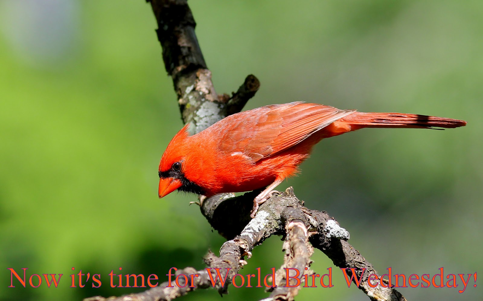 The Pine River Review: World Bird Wednesday LXXXI