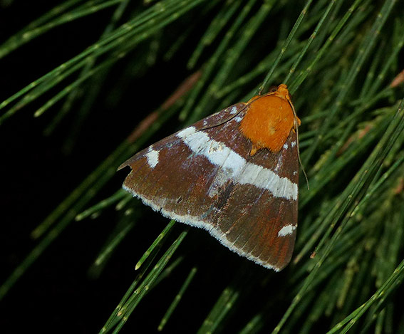 BunyipCo: An Evening on Mt Baldy, Atherton, Queensland