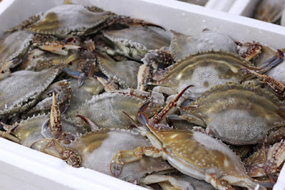 Crab Export Business - Mud Crab Exporters, Mud Crab Manufacturers, Mud ...