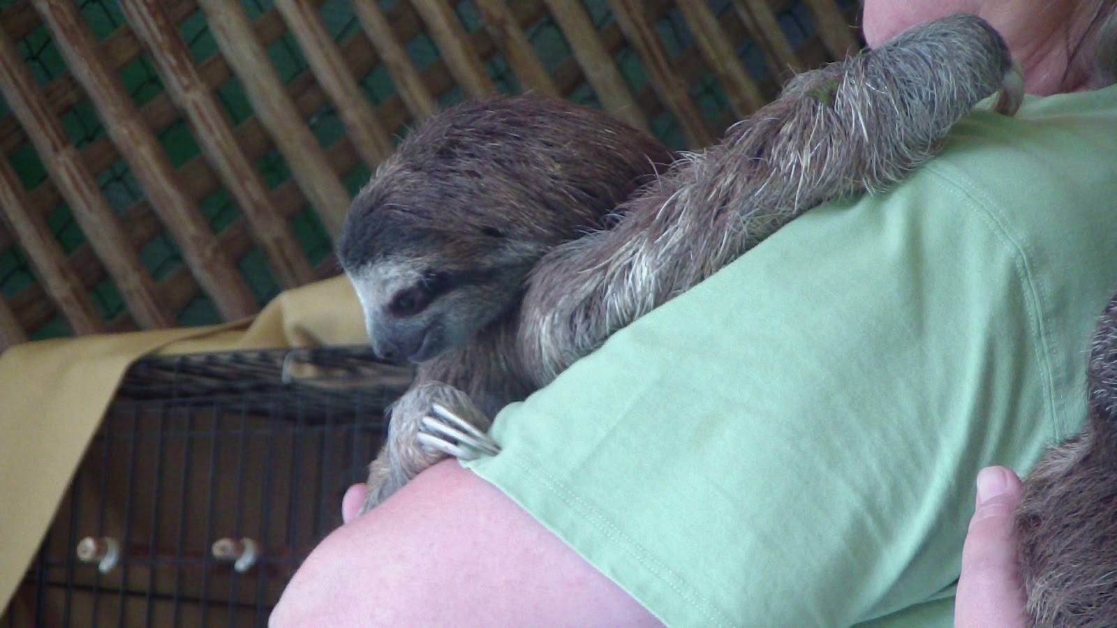 Memoirs of a Sloth