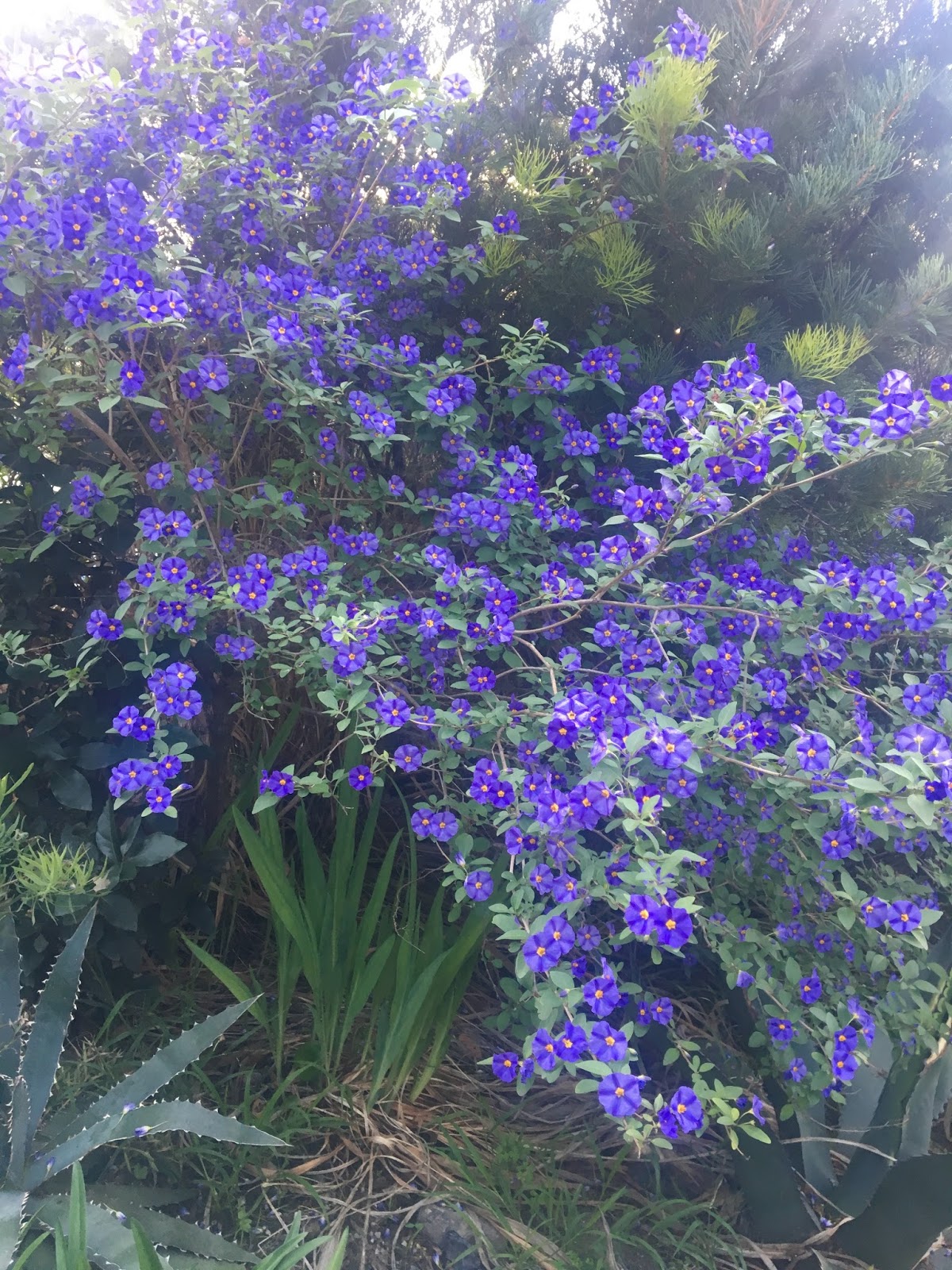 Pennsylvania Street Gardens: Plant profile: Lycianthes rantonnetii ...