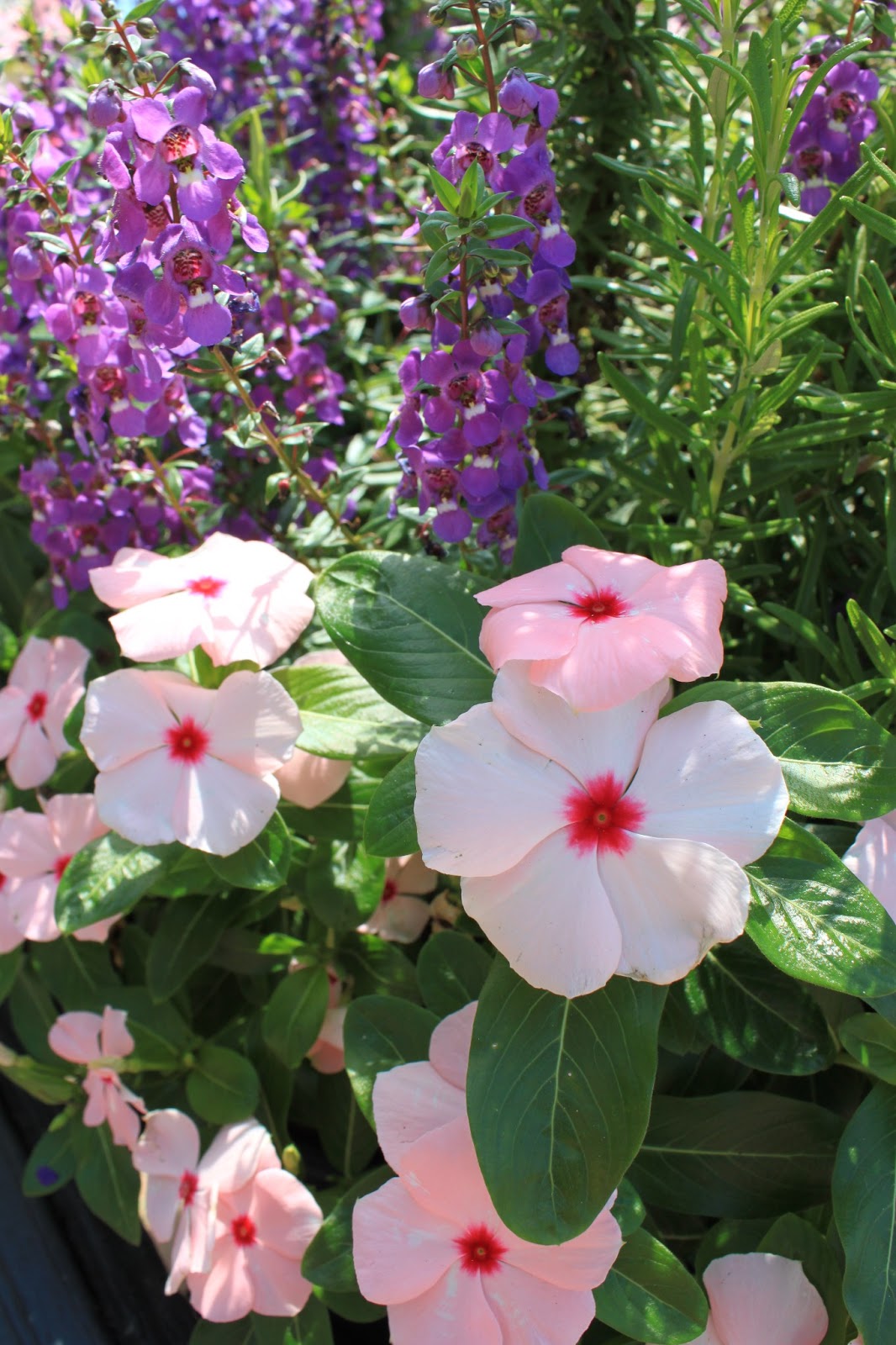 Garden Containers in Madison, Georgia: The Vibrant Vincas -- And Their ...