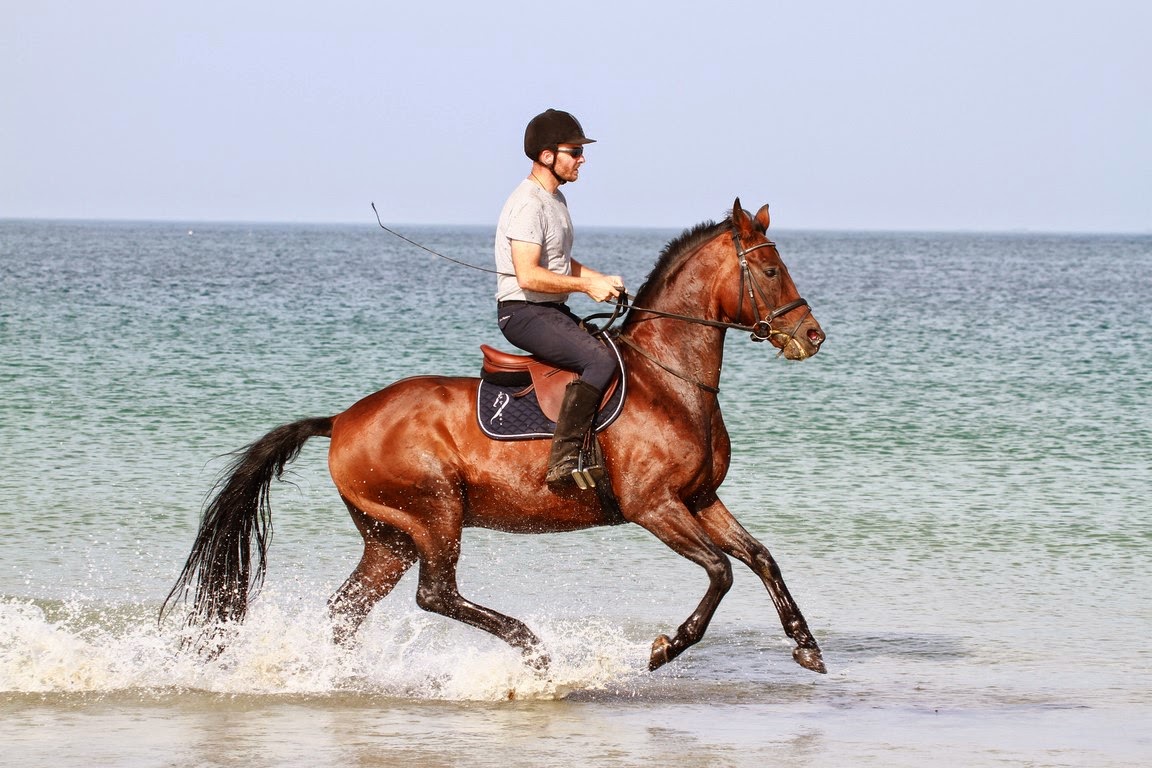 Ecuries Coursin: Le prince Sandro, vu par un photographe