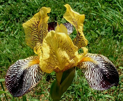 Mid-Atlantic Plant Research Center: Striped Standard Iris