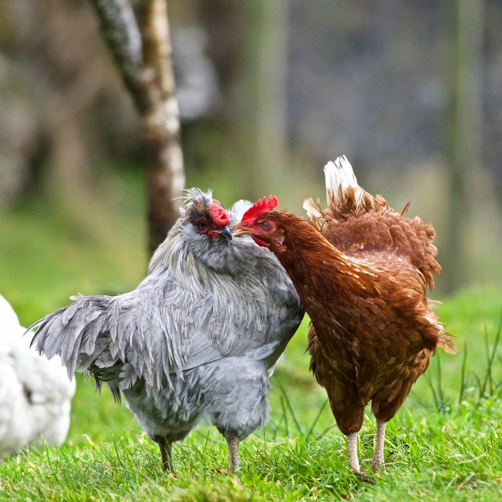 Treshnish Farm The Definition Of hen pecked treshnish-farm-the-definition-of-hen-pecked