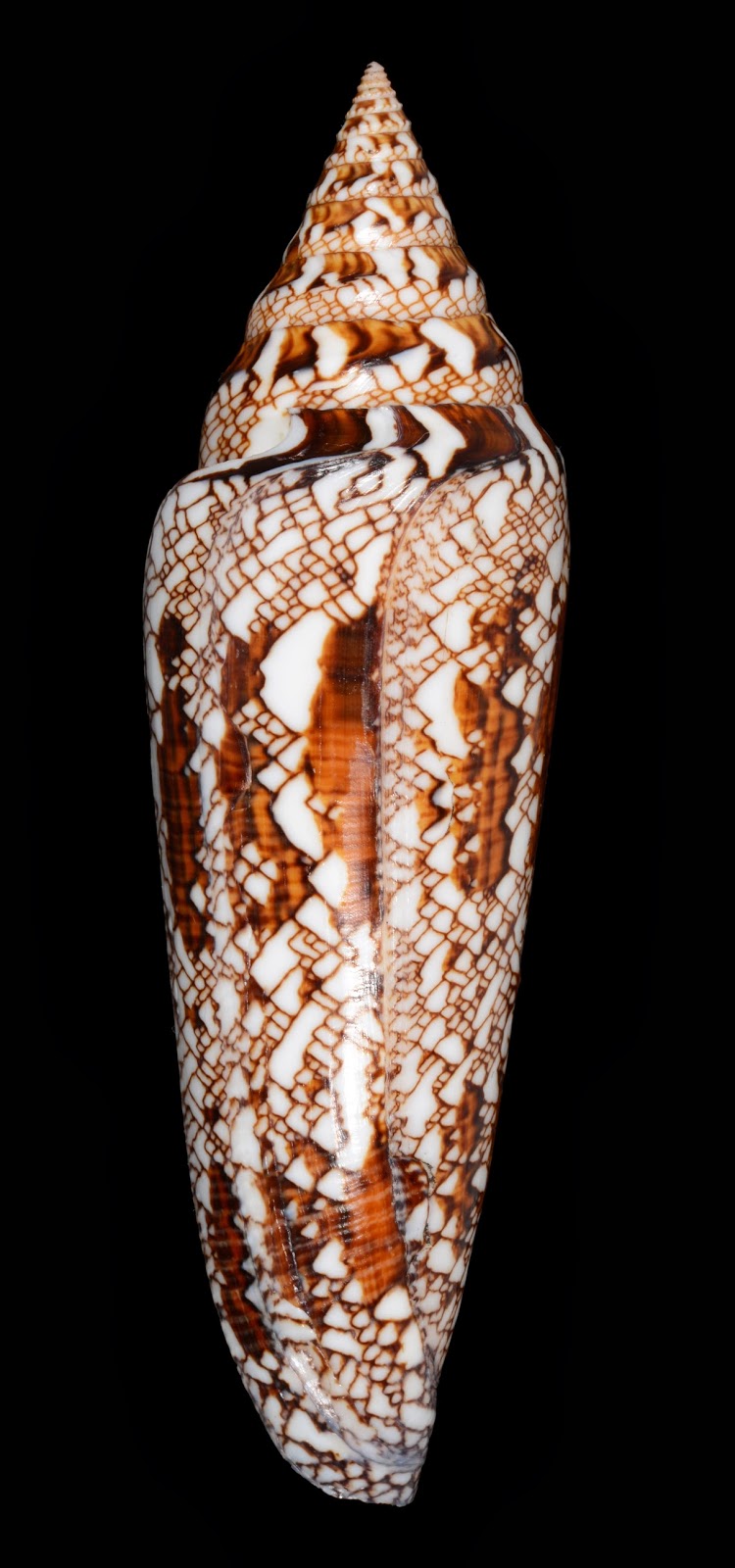 Dr. Lee's Gallery Museum: Conus bengalensis 123.2mm (Long and dark) 孟加拉芋螺