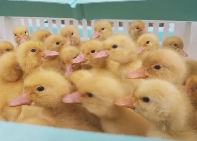 Behind the Scenes with the Ducklings at Metzer Farms - Fresh Eggs Daily ...