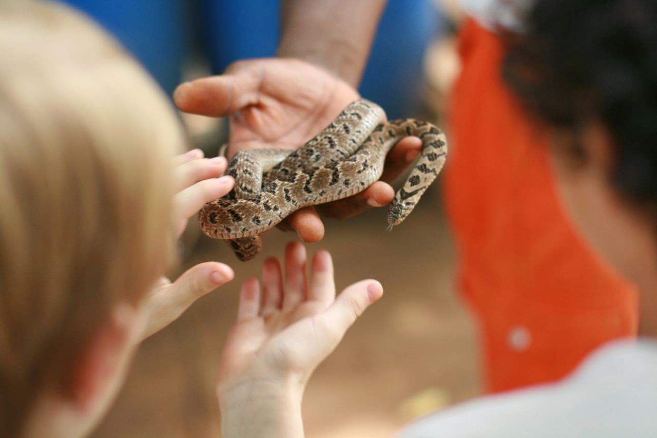 mama congo: Les Serpents du Congo