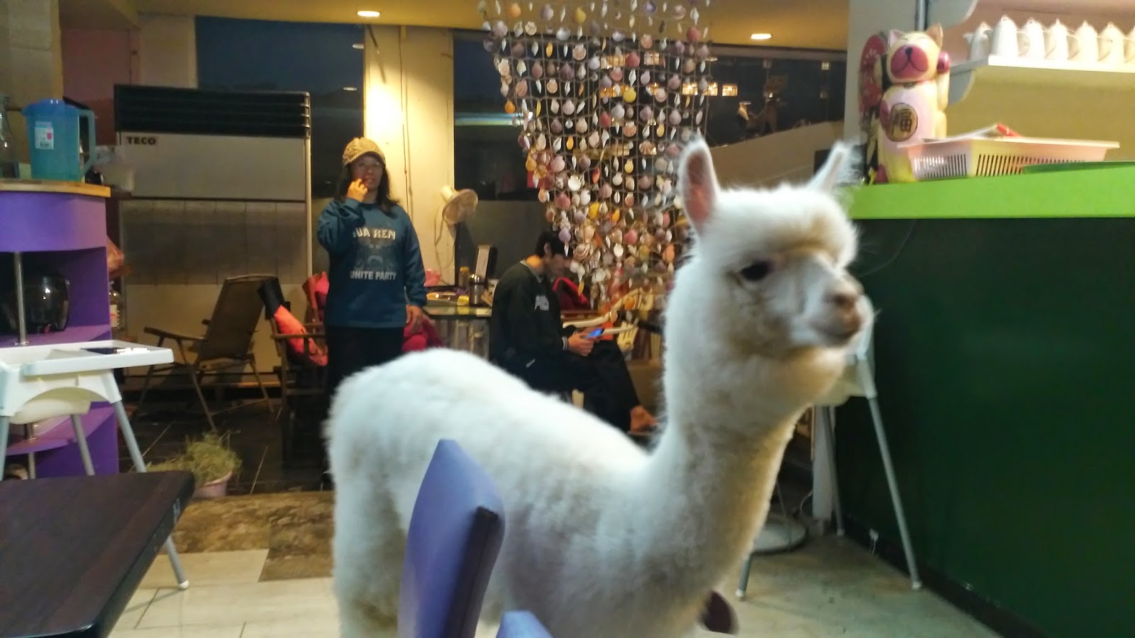 Taiwan- Alpaca Cafe & Danshui